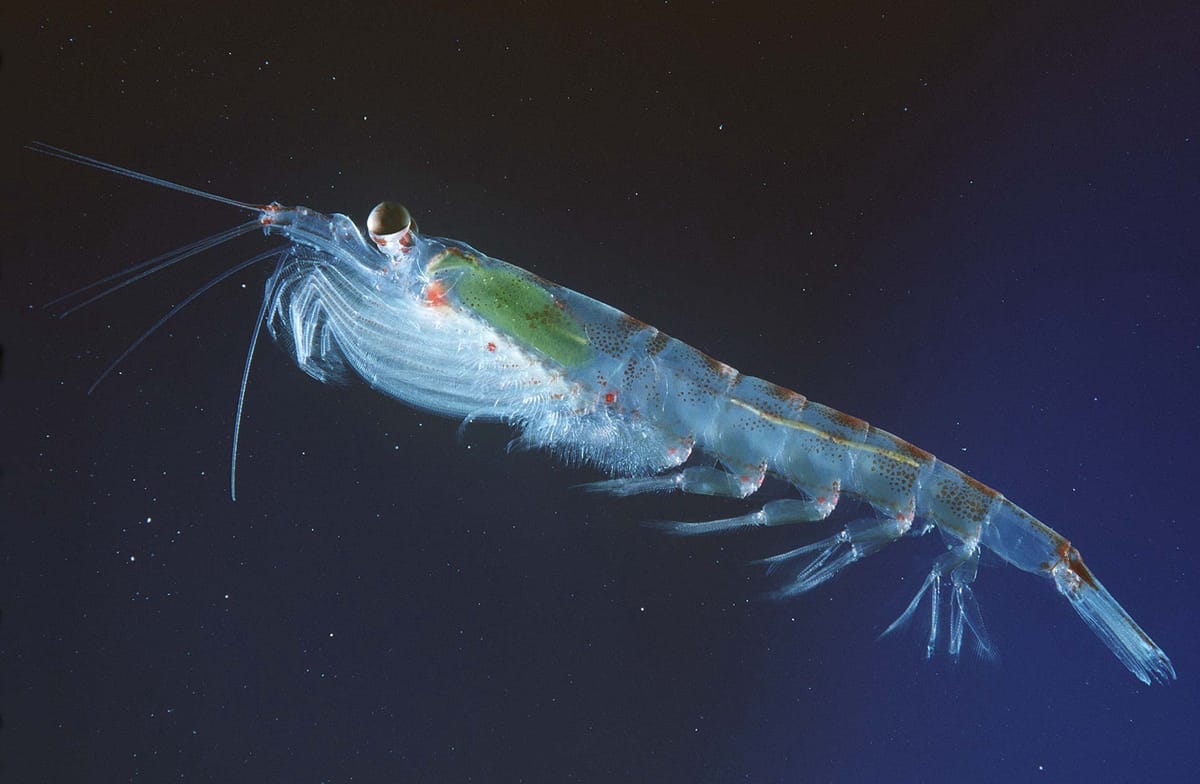 Krill — A New RPKI Certificate Authority